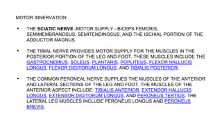 lowerlimb nerves.ppt