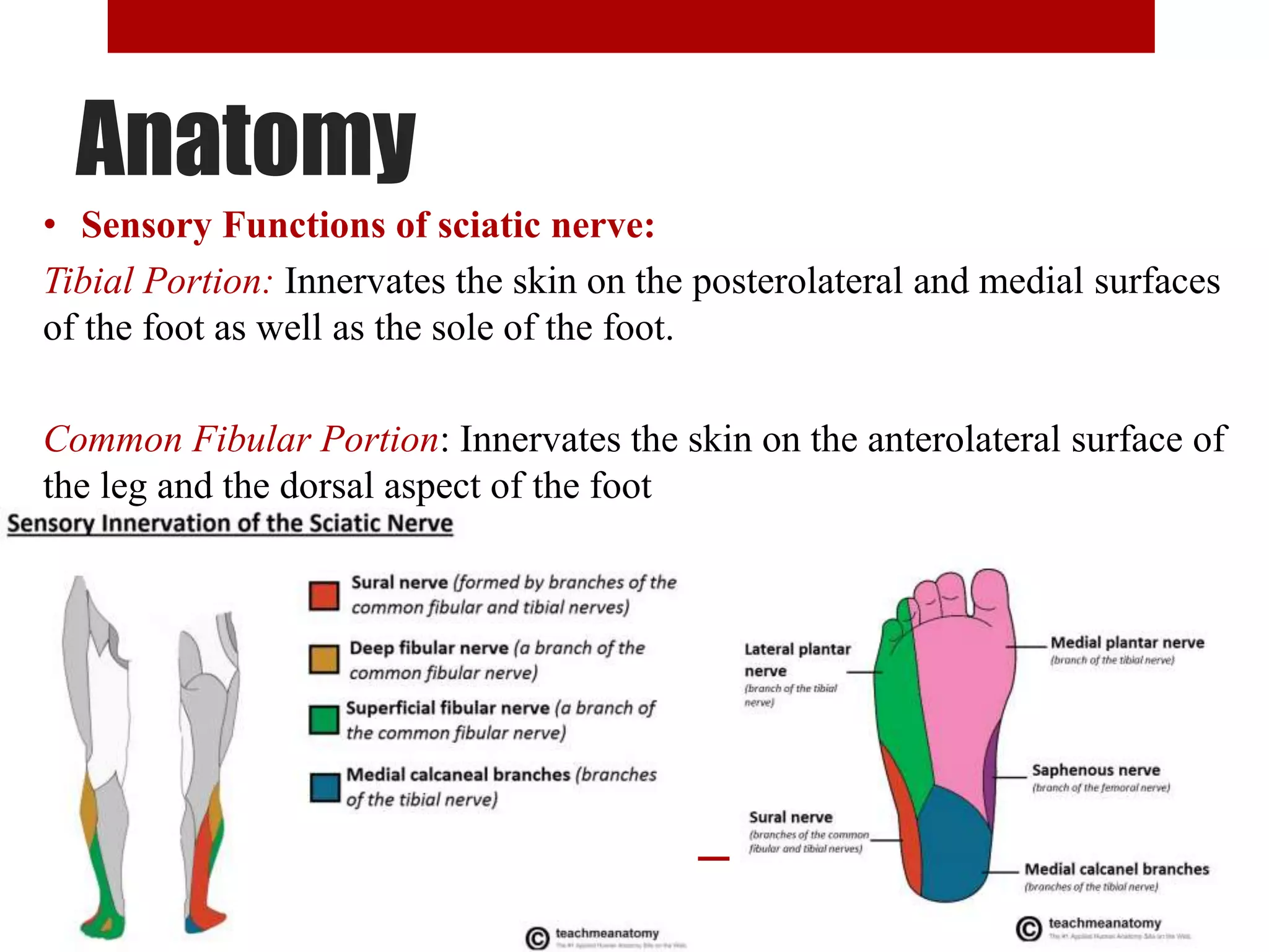 Lower limb neurological examination | PPTX