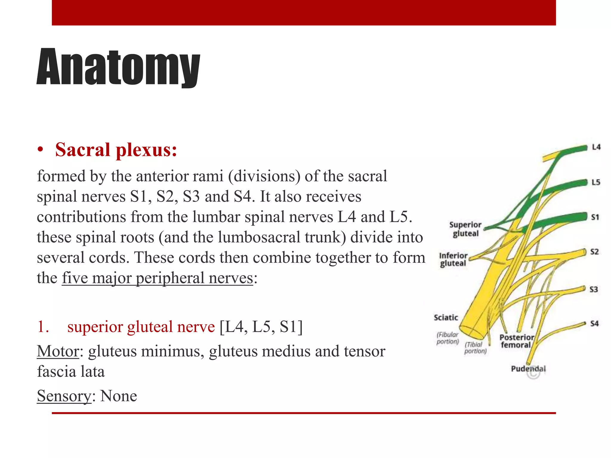 Lower limb neurological examination | PPTX