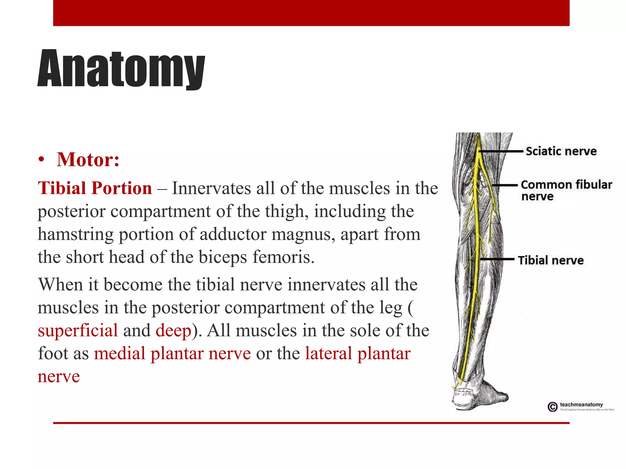 Lower limb neurological examination | PPTX