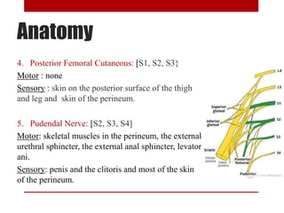 Lower limb neurological examination | PPTX