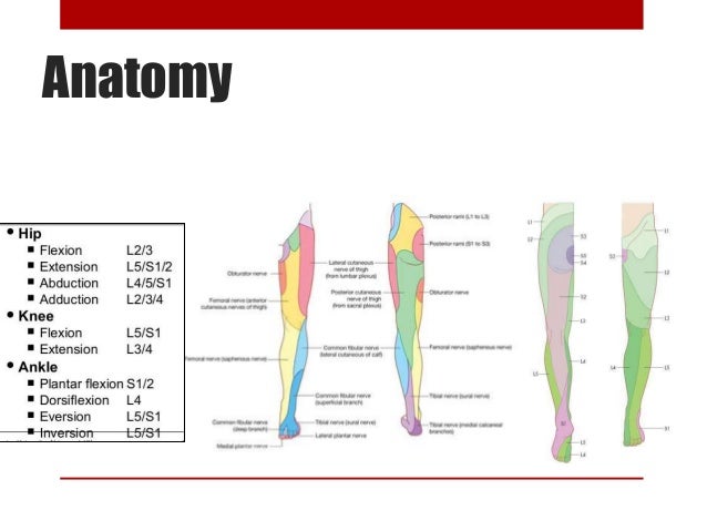Lower limb neurological examination