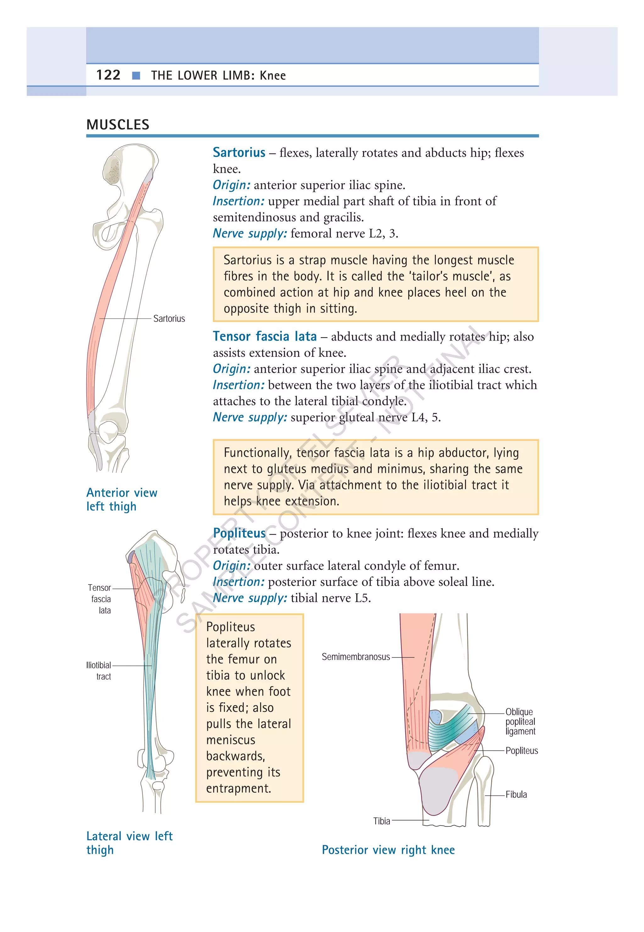 Lower limb nice note | PDF