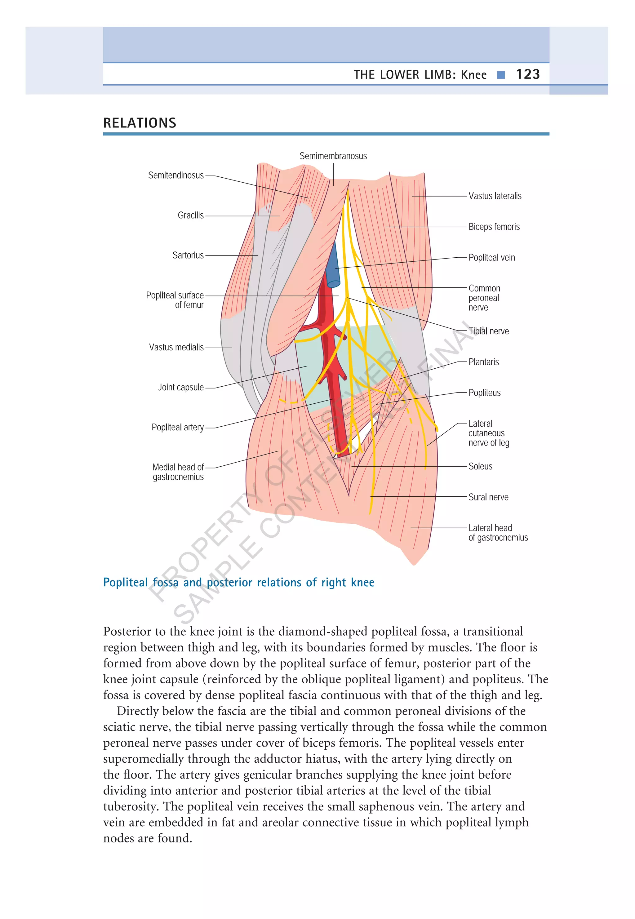 Lower limb nice note | PDF