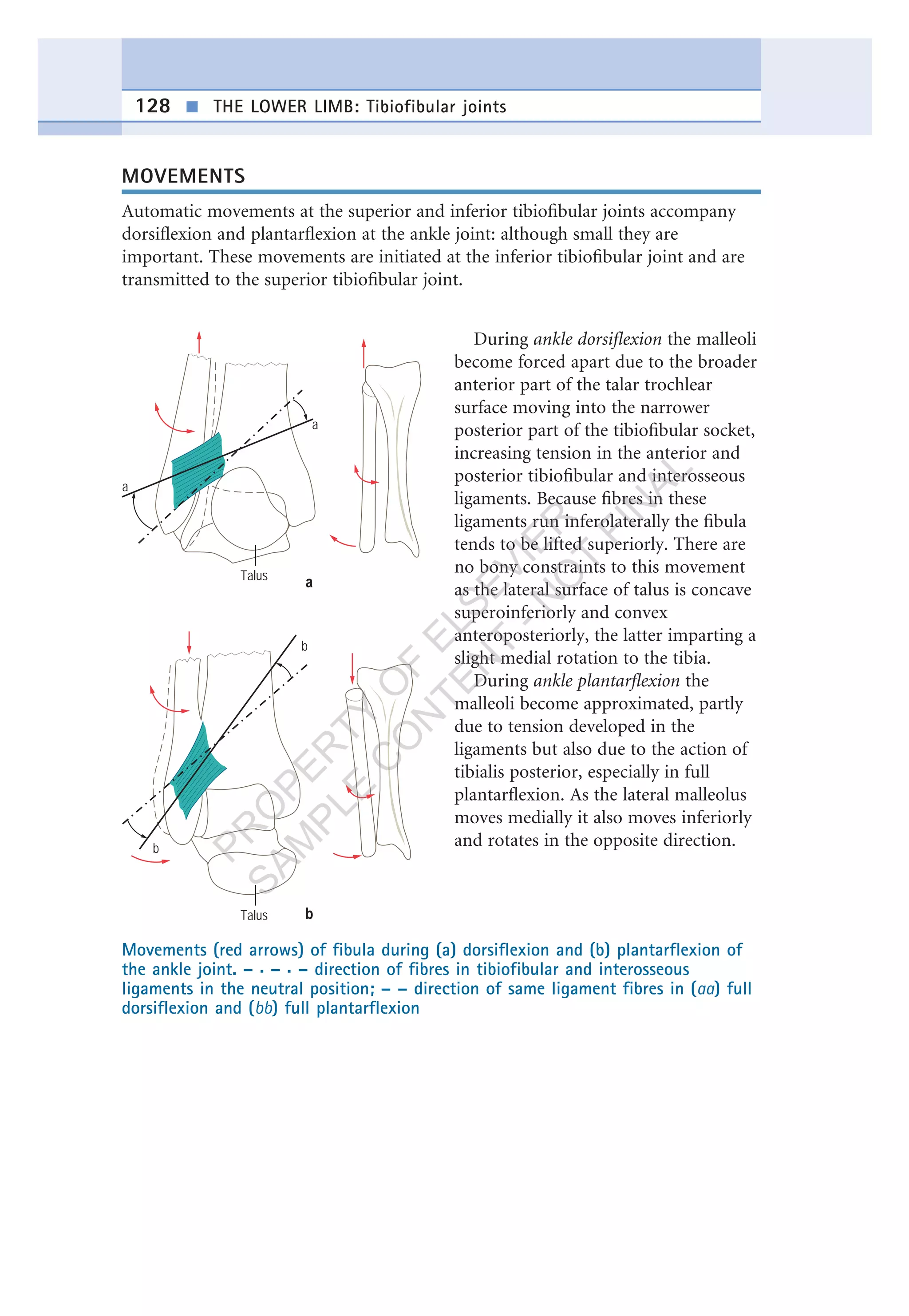 Lower limb nice note | PDF
