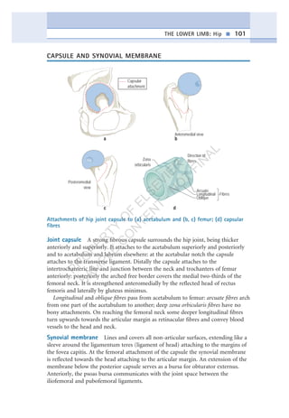 Lower limb nice note | PDF