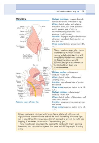 Lower limb nice note | PDF