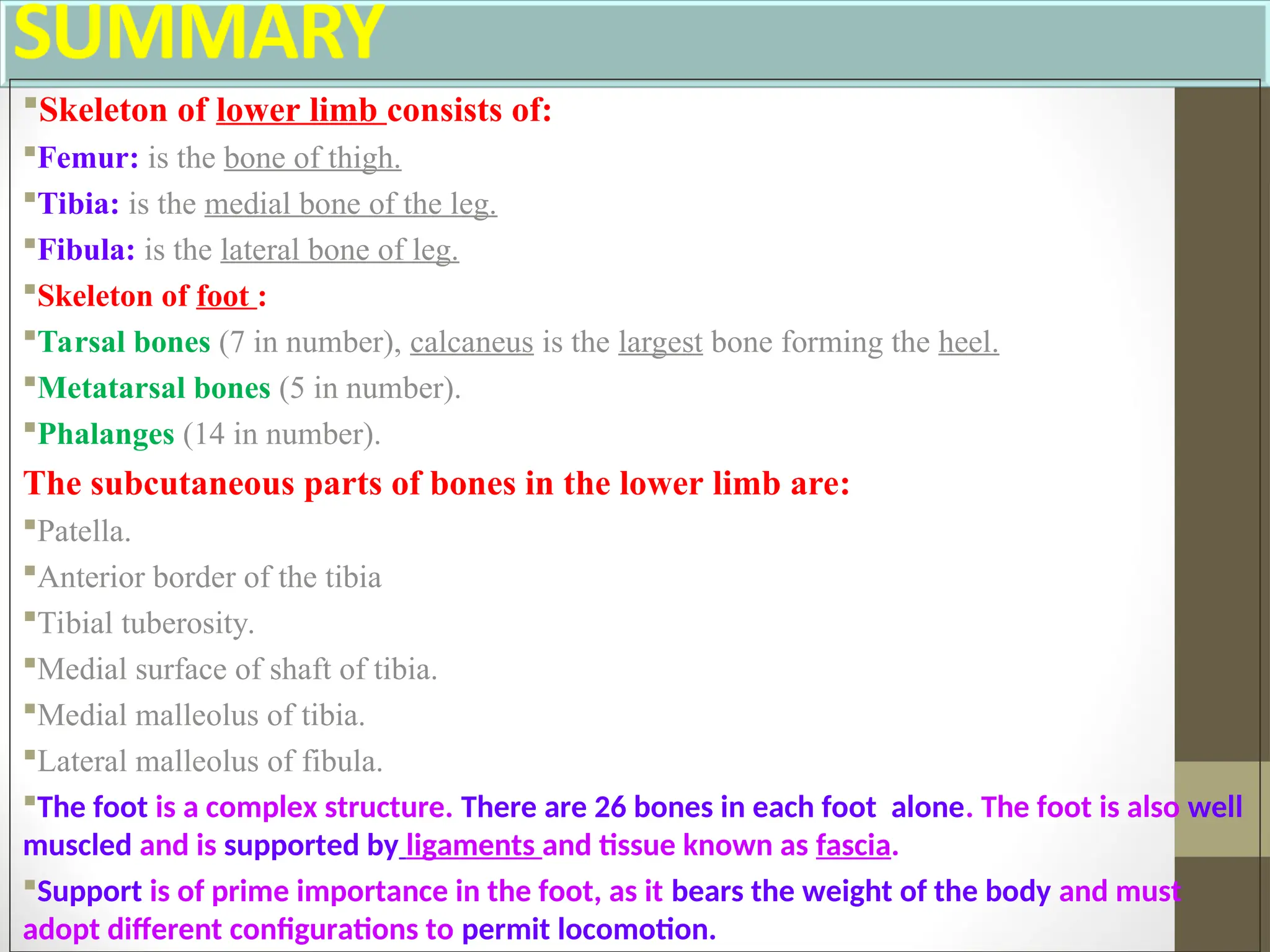 lower limb osteology 1.ppt from the femur to the tibia and fibula to ...