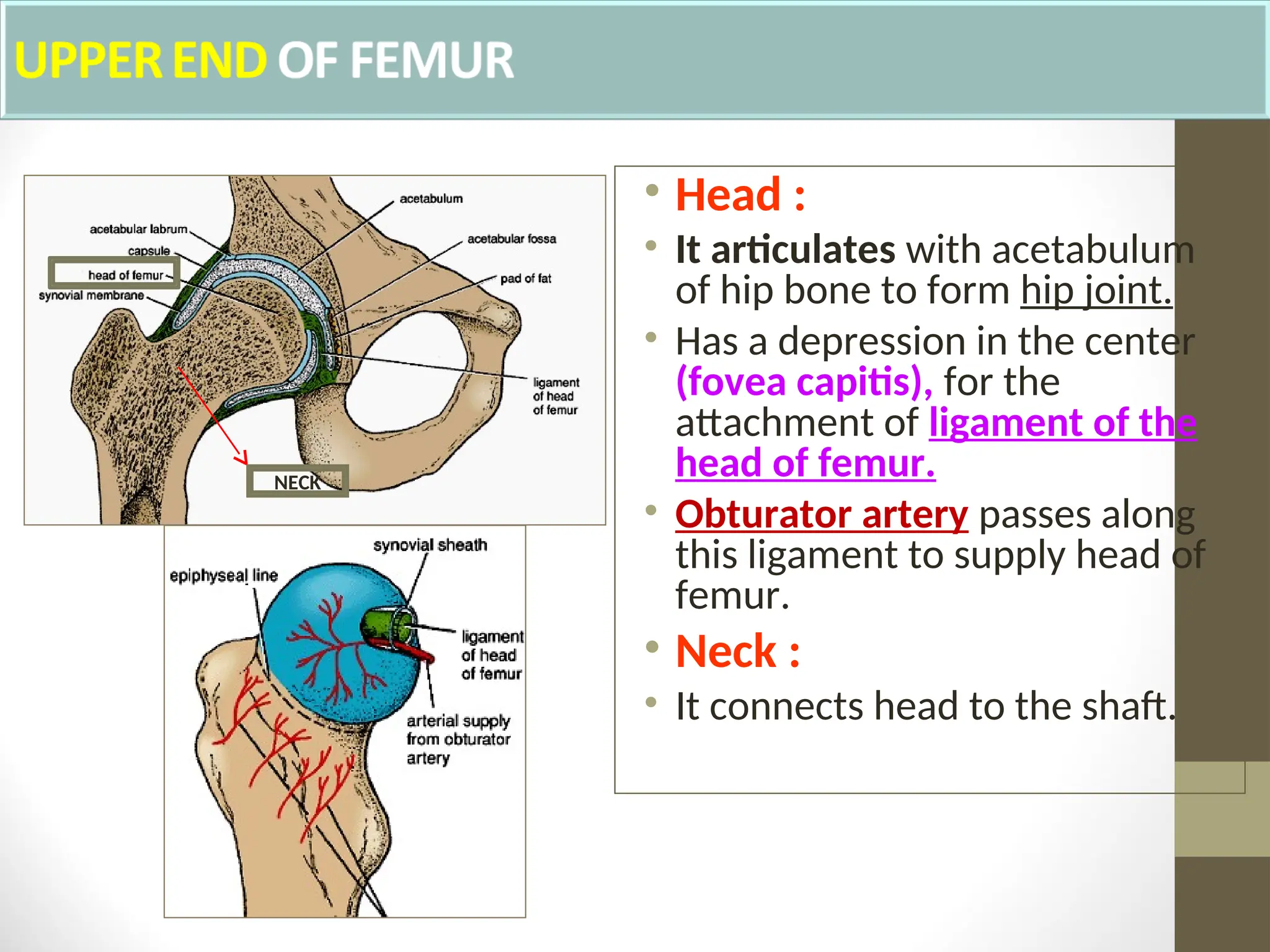 lower limb osteology 1.ppt from the femur to the tibia and fibula to ...