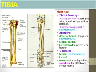 lower limb osteology 1.ppt from the femur to the tibia and fibula to ...