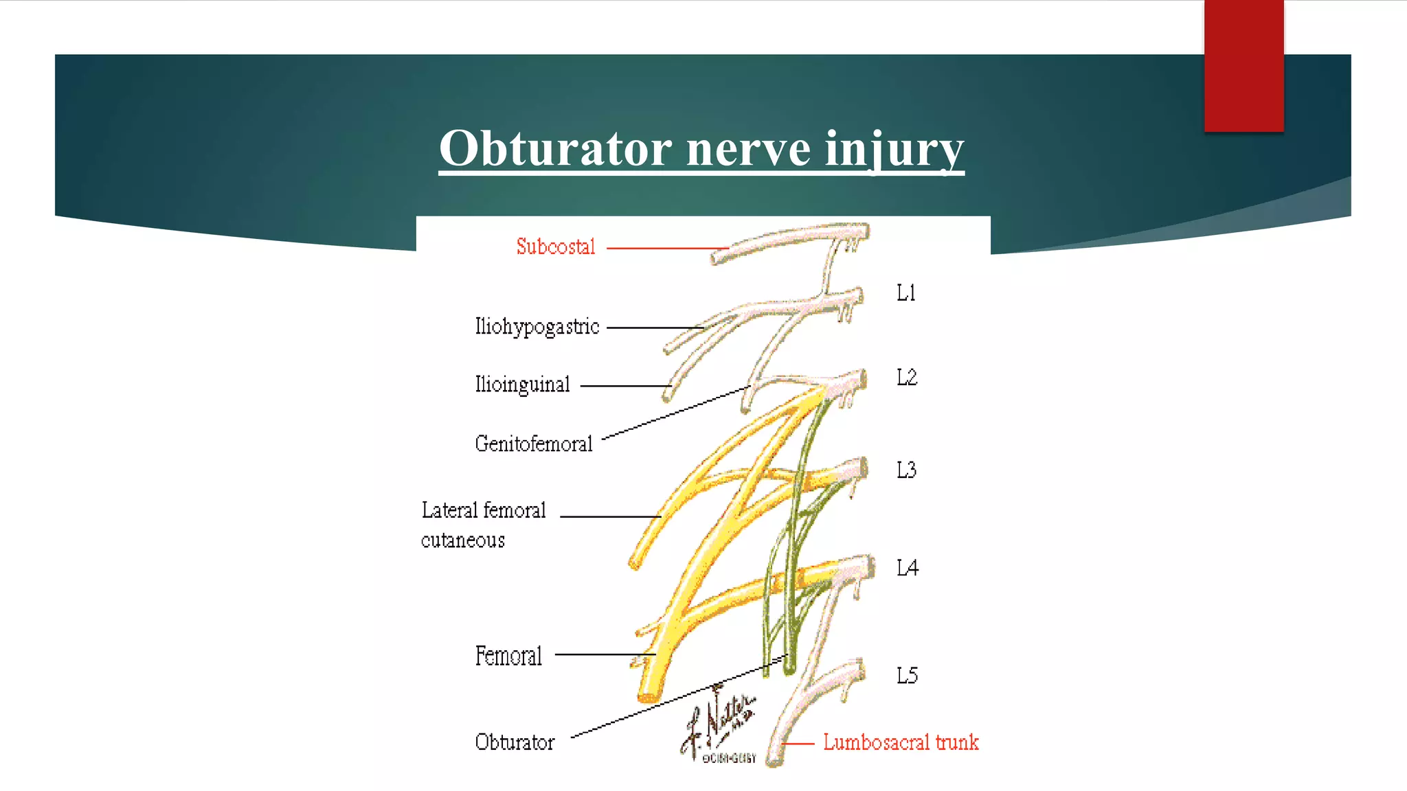 Lower limb peripheral nerve injury | PPTX