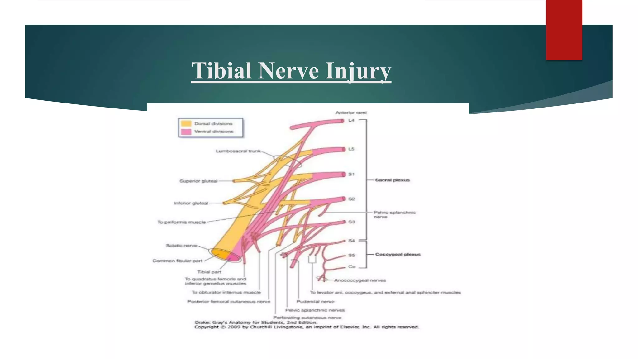 Lower limb peripheral nerve injury | PPTX