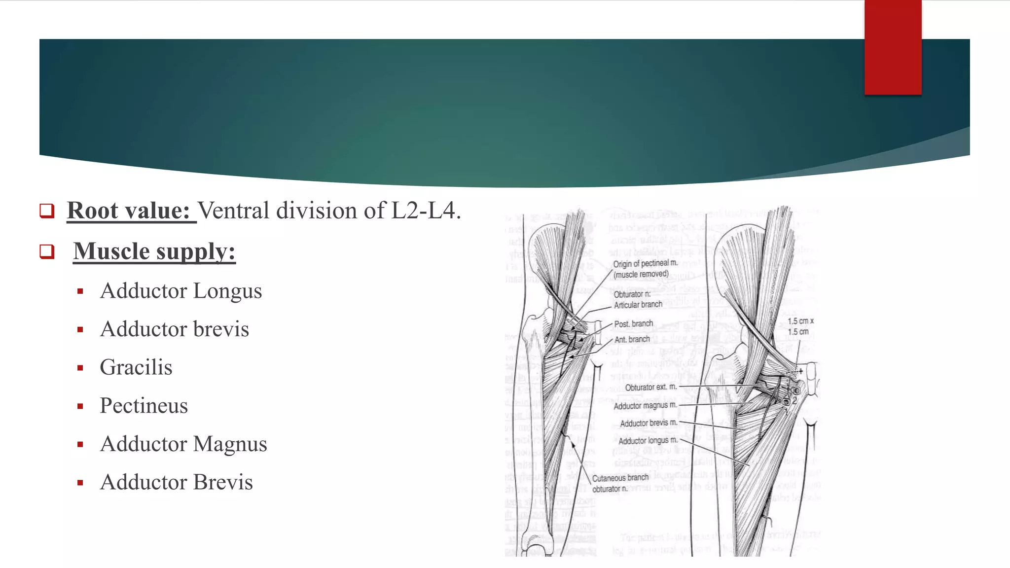 Lower limb peripheral nerve injury | PPTX