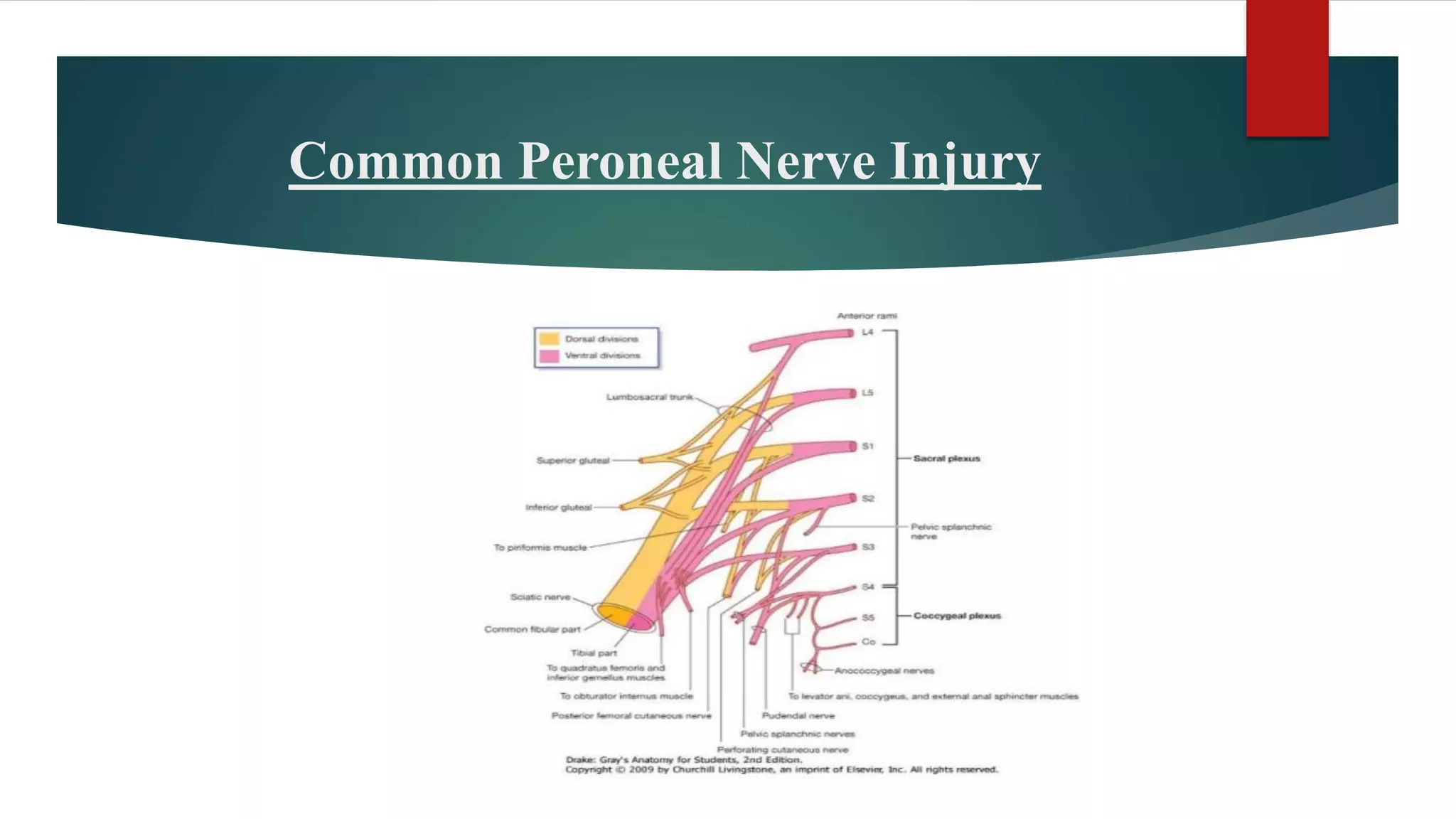 Lower limb peripheral nerve injury | PPTX