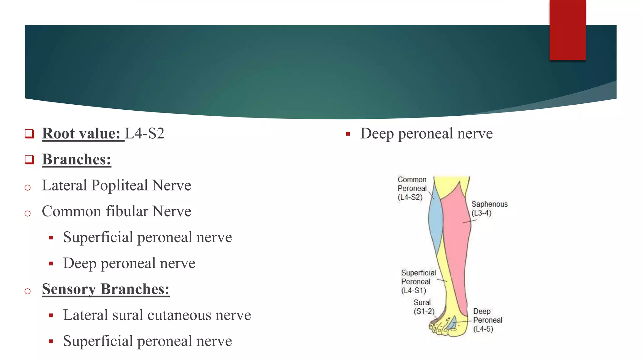 Lower limb peripheral nerve injury | PPTX