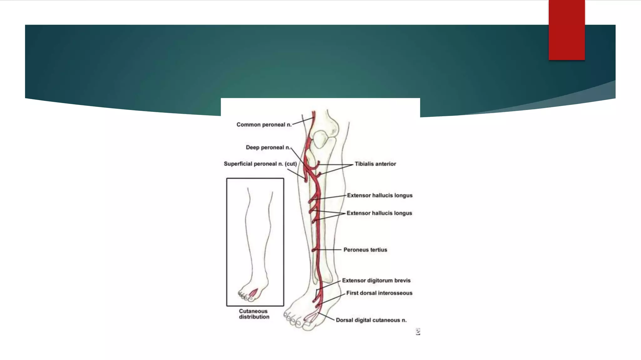 Lower limb peripheral nerve injury | PPTX