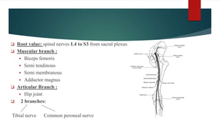 Lower limb peripheral nerve injury | PPTX