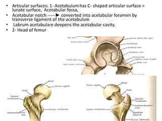 Lower Limb Skeleton and the Hip Joint.pdf