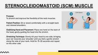 Lower Limb Stretching (1).pdf flexio n | PPT