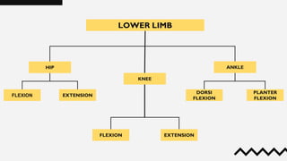 Lower Limb Stretching (1).pdf flexio n | PPT