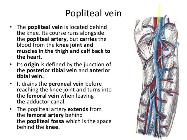 Lower limb veins