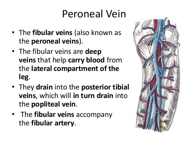 Lower limb veins