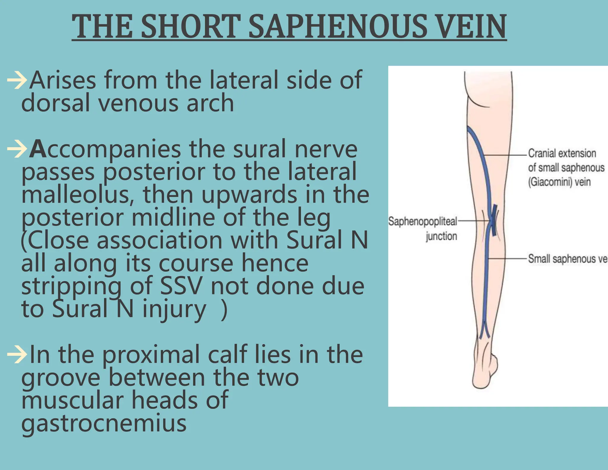 Lower Limb veins Anatomy Venous drainage of Lower lim.pptx | Death ...