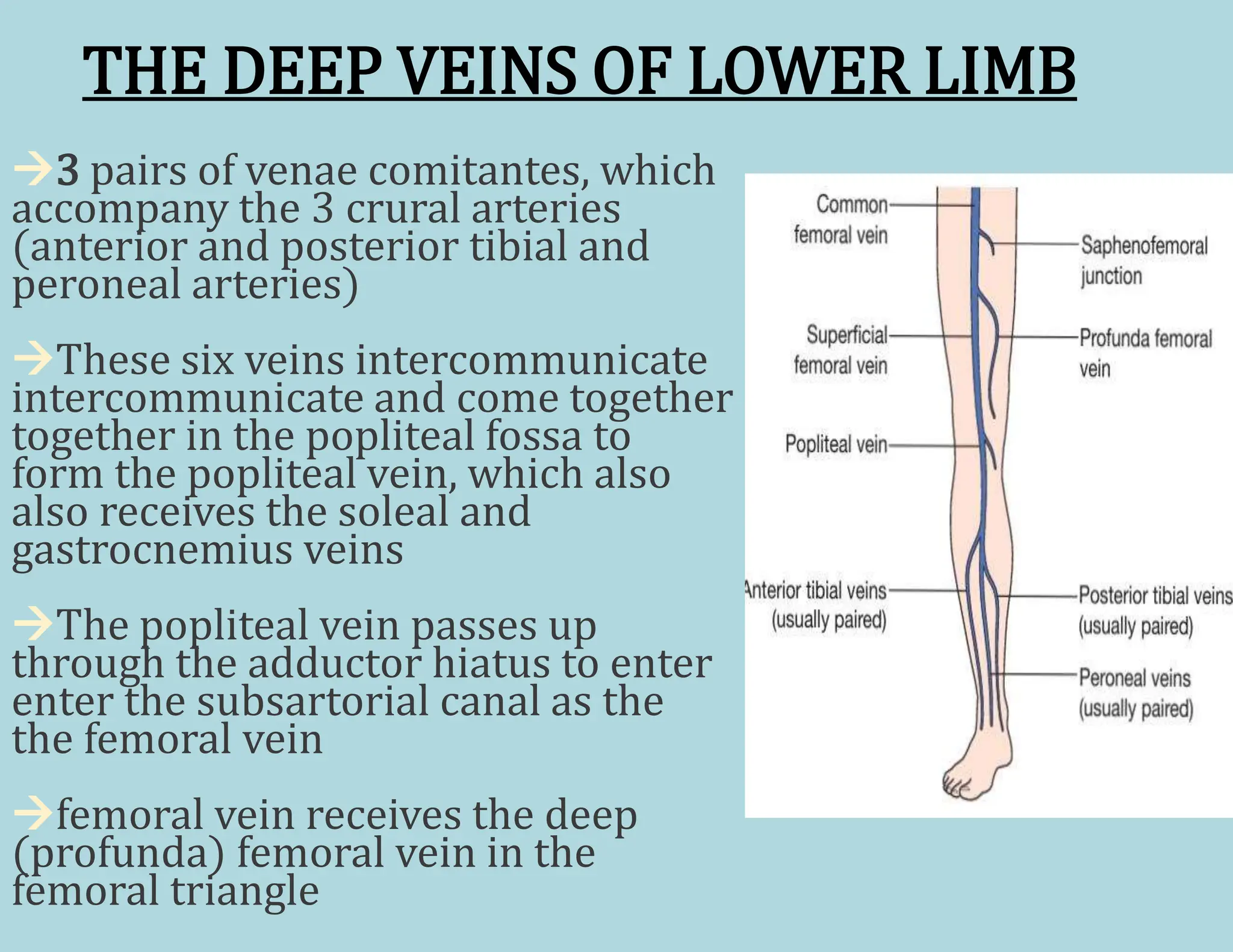 Lower Limb veins Anatomy Venous drainage of Lower lim.pptx