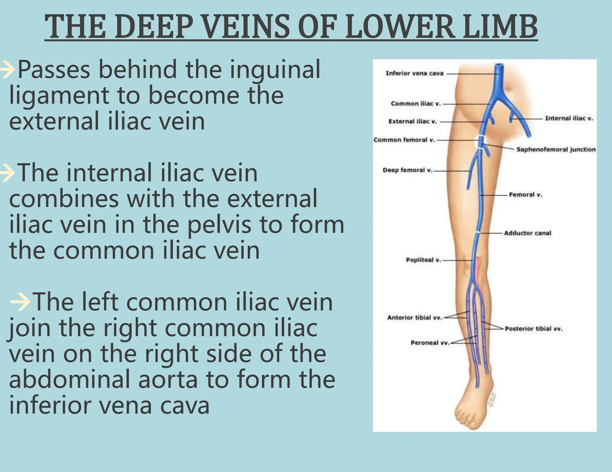 Lower Limb veins Anatomy Venous drainage of Lower lim.pptx