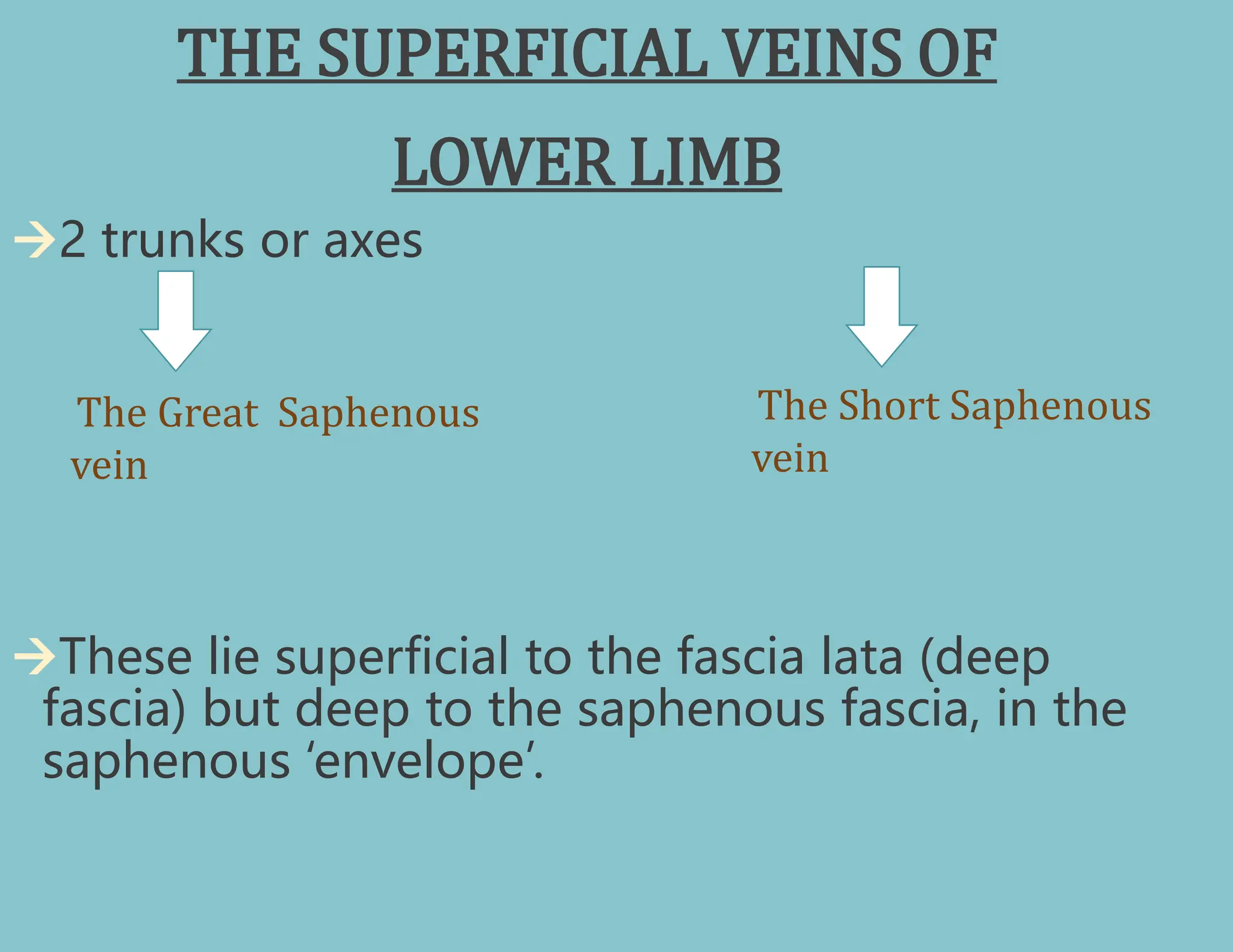 Lower Limb veins Anatomy Venous drainage of Lower lim.pptx