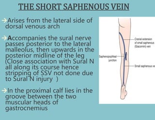 Lower Limb veins Anatomy Venous drainage of Lower lim.pptx