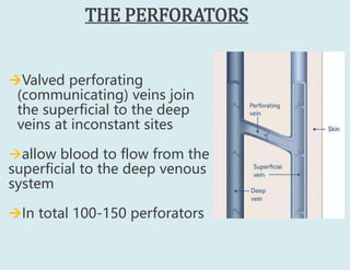 Lower Limb veins Anatomy Venous drainage of Lower lim.pptx