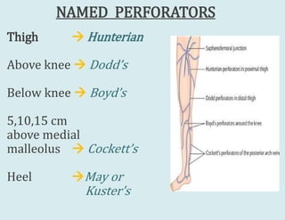 Lower Limb veins Anatomy Venous drainage of Lower lim.pptx