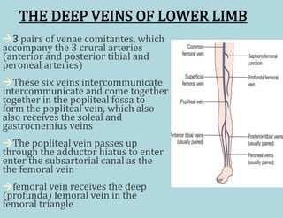Lower Limb veins Anatomy Venous drainage of Lower lim.pptx
