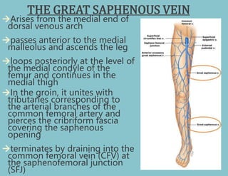 Lower Limb veins Anatomy Venous drainage of Lower lim.pptx