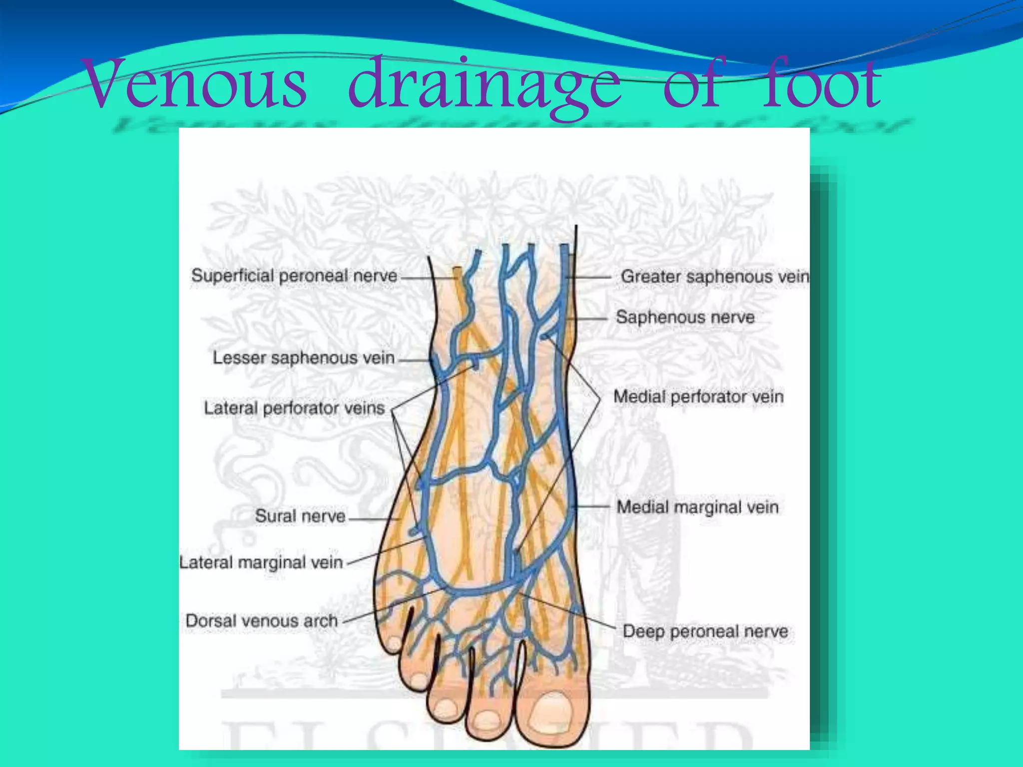 Venous Doppler Lower limb Dr Mukesh Tilgam | PPTX