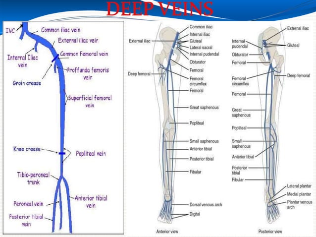 Venous Doppler Lower limb Dr Mukesh Tilgam | PPTX