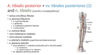 Lower limb vesselsetc etc etc etc etc.pptx