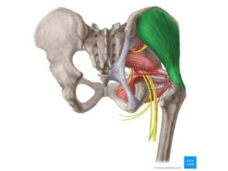 تشريح-lowerlimp anatomy of lower limp.pptx