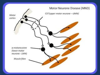Lower motor disorders | PDF