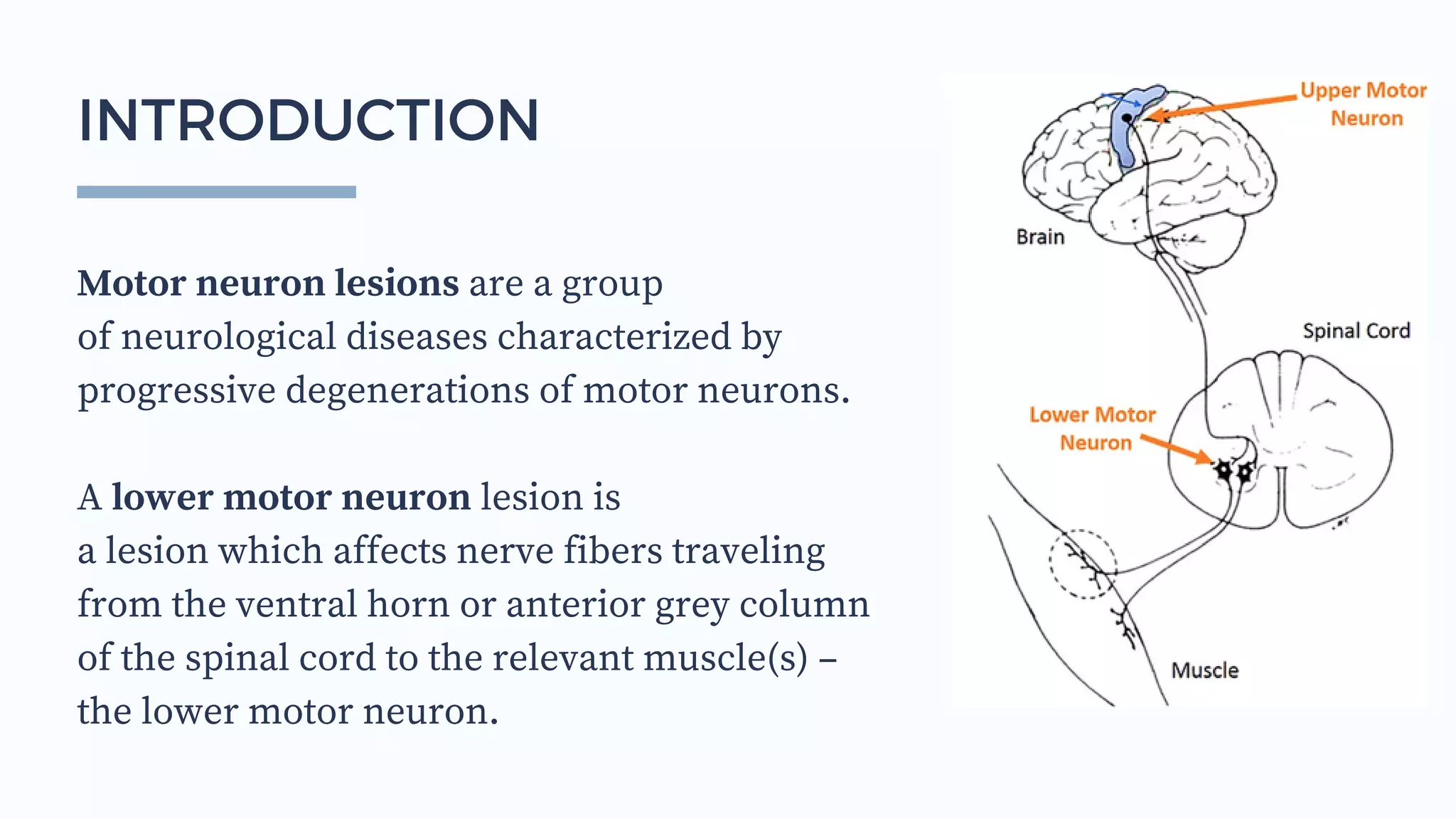 Spinal cord disease and Lower motor neurone disorders in Paediatrics | PDF