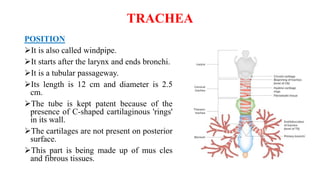 LOWER RESPIRATORY SYSTEM.pptx upper respiratory tract, Respiratory ...