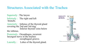 LOWER RESPIRATORY SYSTEM.pptx upper respiratory tract, Respiratory ...