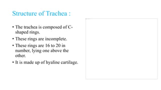 LOWER RESPIRATORY SYSTEM.pptx upper respiratory tract, Respiratory ...