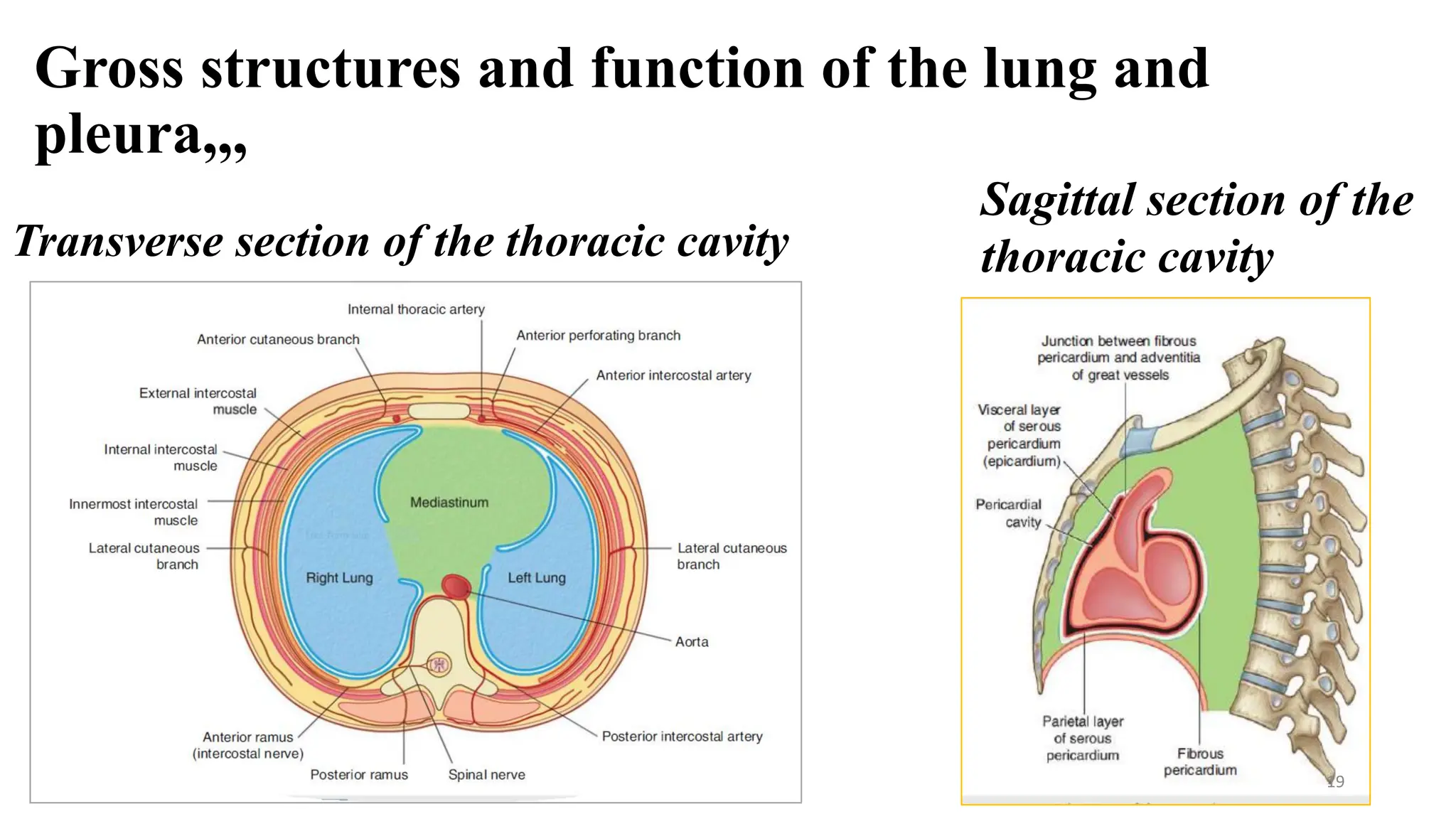 Lower respiratory tract (2).pdf