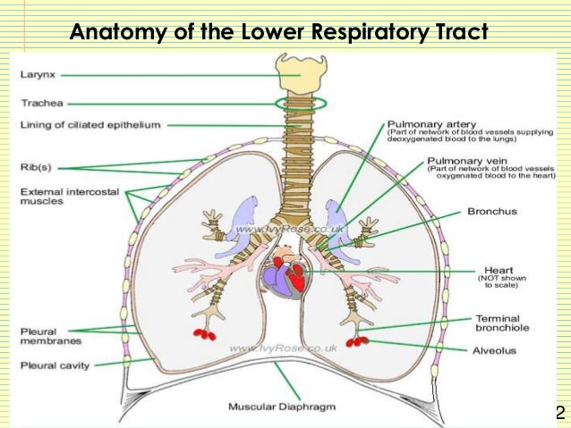 What Is The Lower Respiratory Tract With Pictures Lower Respiratory