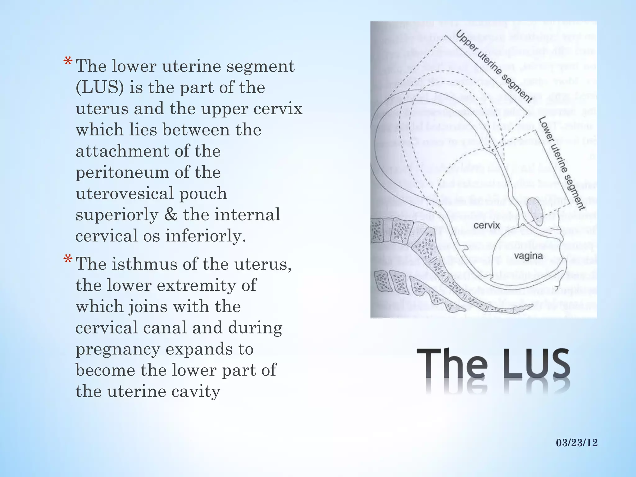 Lower uterine segment | PPT