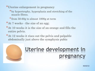 Lower uterine segment | PPT