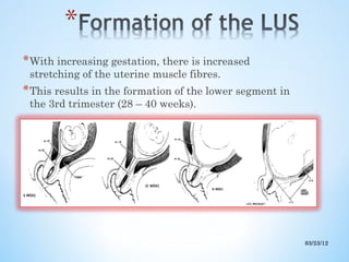 Lower uterine segment | PPT