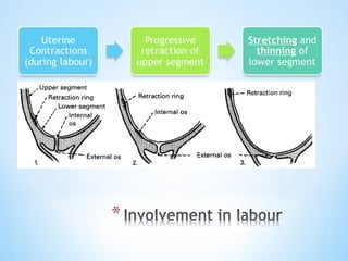 Lower uterine segment | PPT